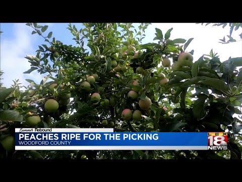 Plenty of peaches at Eckert's Orchard in central Kentucky