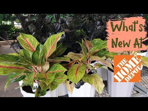 What's new at Home Depot? New Proven Winners Houseplants! π±π.