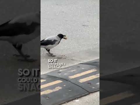 She didn't realize crows were this smart 👏