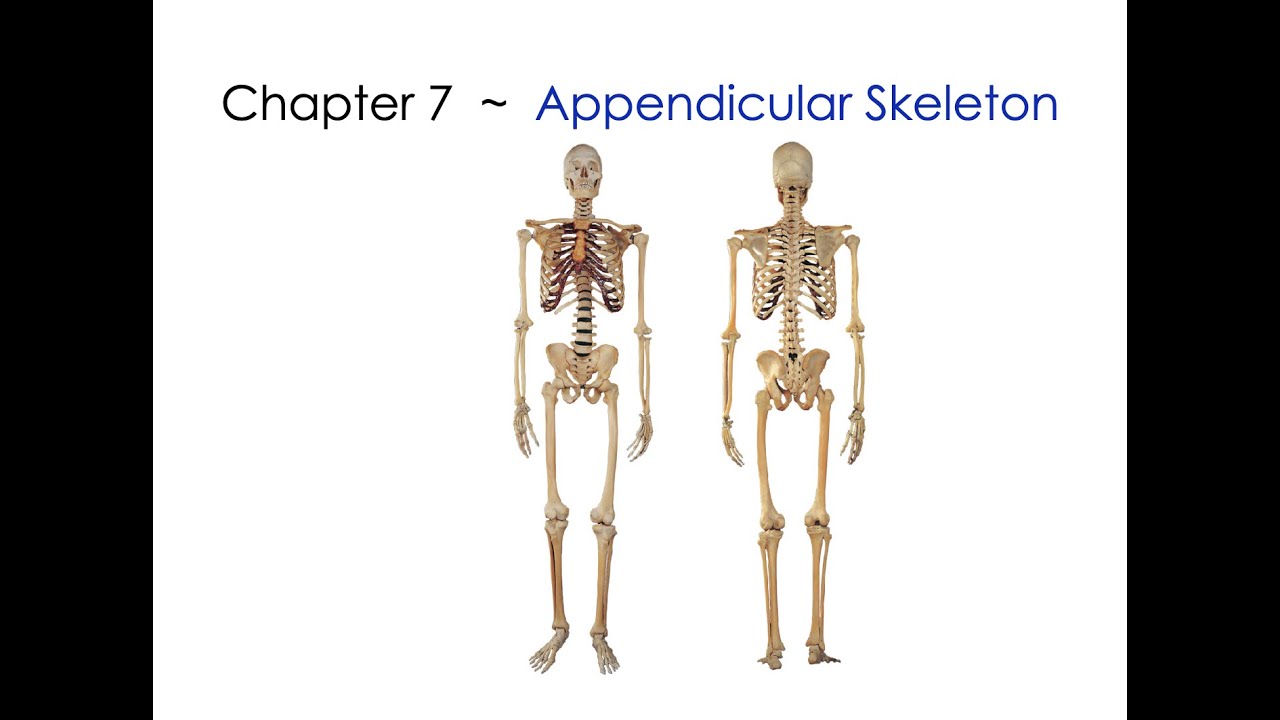 anatomy chapter 7 ~ appendicular skeletal