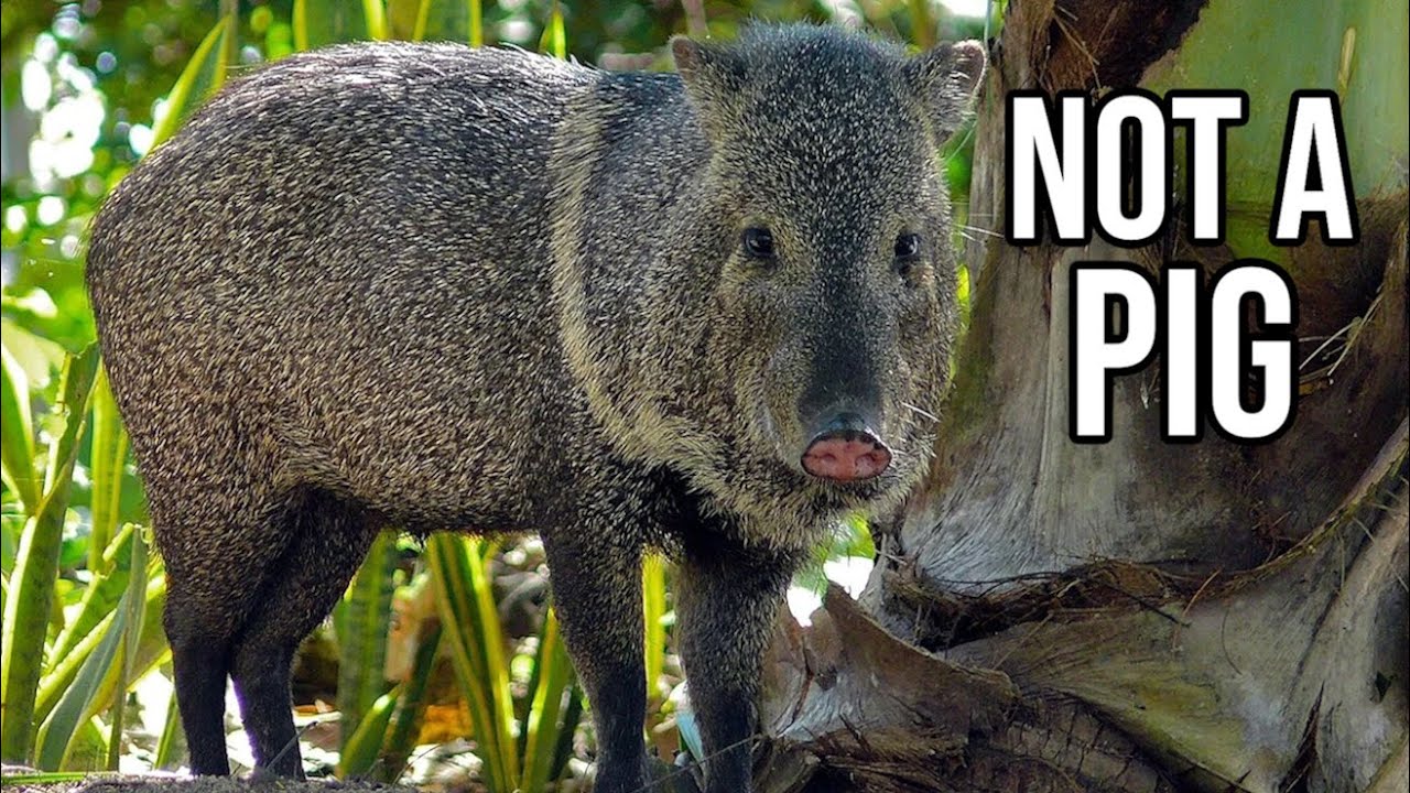 What Exactly is: Peccary | The Skunk Pig