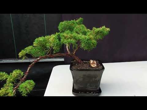 28 Year Old Golden Joy Shimpaku Chinese Juniper Specimen Cascade Bonsai Tree