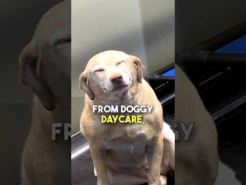 This doggo couldn't stop smiling 🥹