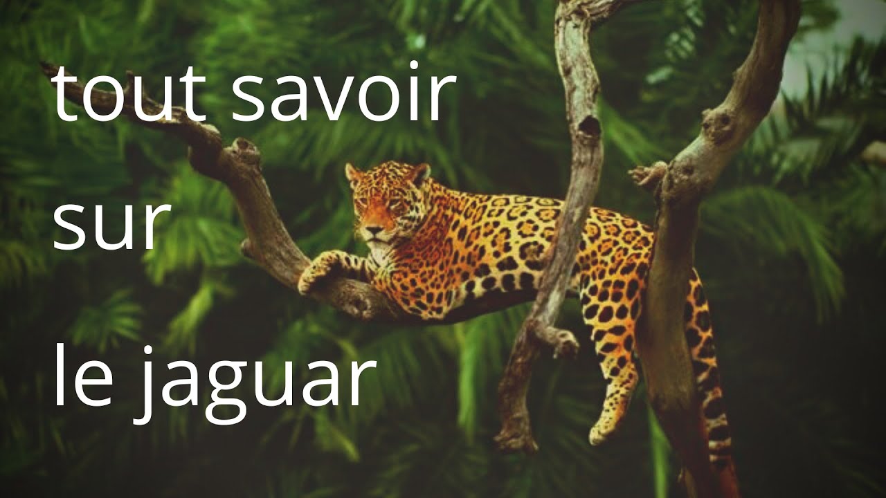LE JAGUAR : tout savoir