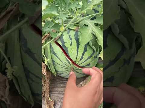 Why does is happens? Watermelon ????