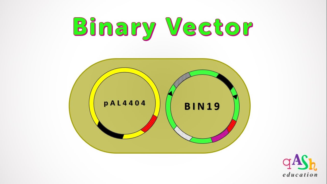 Binary Vector | Agrobacterium | Transformation in plants | Ti plasmid | Biotechnology |