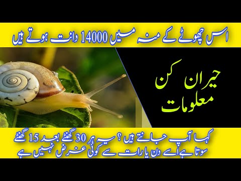 Unknown Facts About Snails In Urdu Hindi | tahi tv