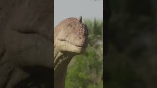 A Majungasaurus Hunts a Group of Simosuchus | Prehistoric Planet 2 Clip