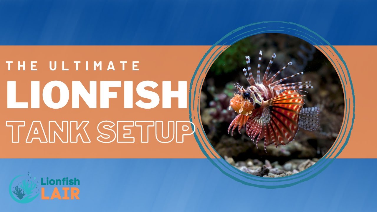Lionfish Tank Setup - Here's What To Know