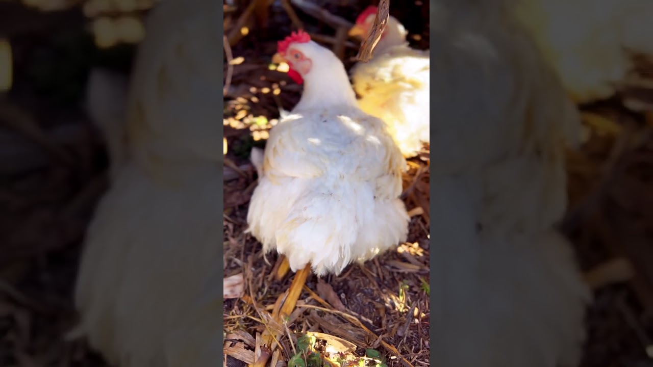 Pollo de rancho en Colima Organiecol