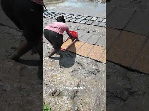 Paddy Transplanter machine full video link in comment box