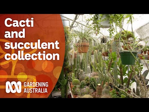 A cacti and succulent collector's garden | Garden Design and Inspiration | Gardening Australia