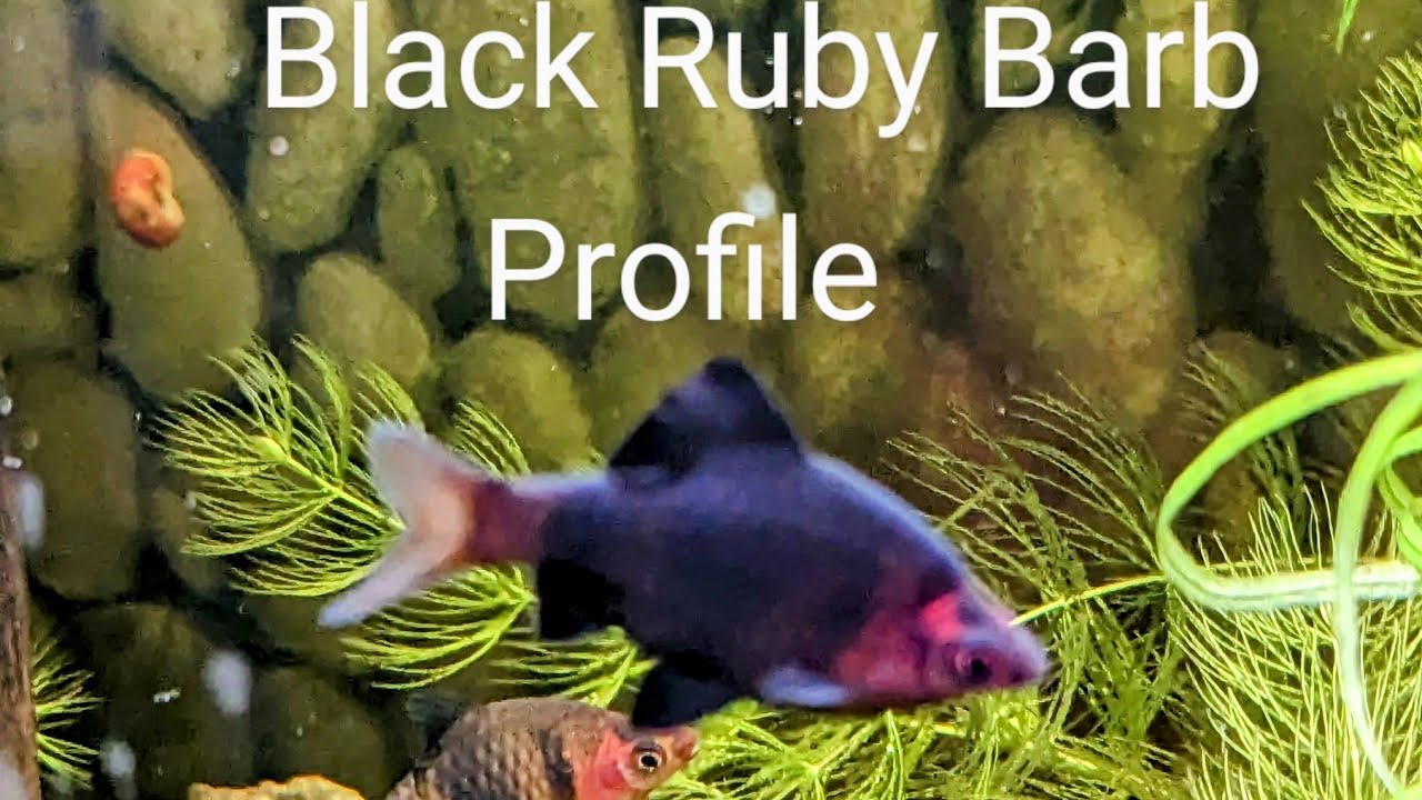 Everything you need to know about the Black Ruby Barb / Purple Headed Barb. Fish Profile