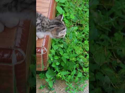 Anak kucing Ingin Me Time: Jangan Ganggu Dulu! #anakkucinglucu #kitten