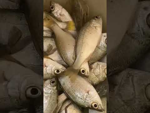 Fresh ayungin from talim island