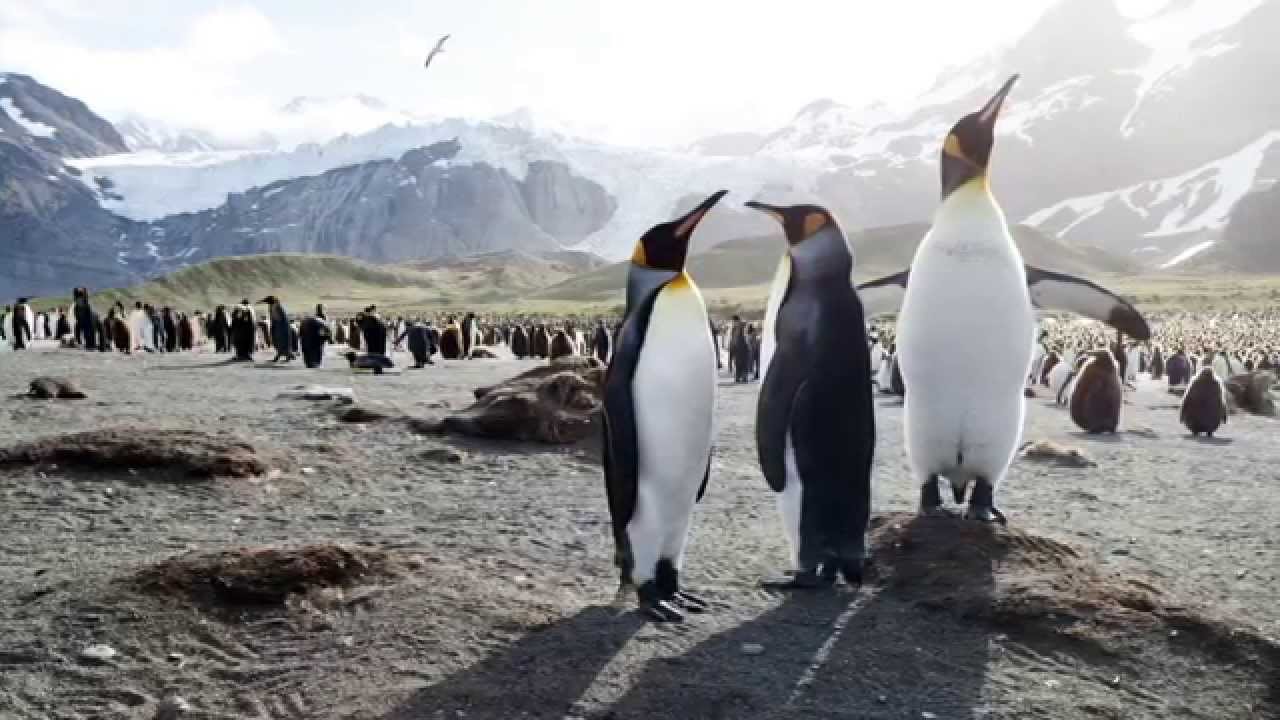Penguin Habitats are Facing Threats: What We Can Do