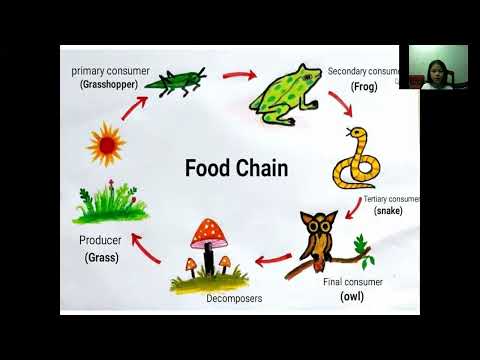 GRASSLAND FOOD CHAIN