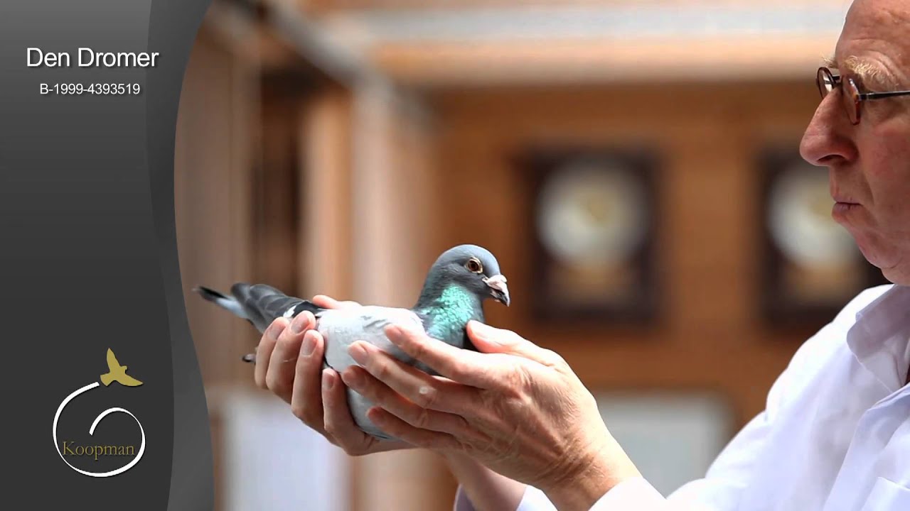 DenDromer from Koopman