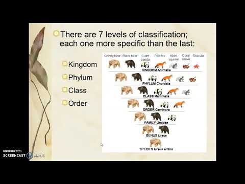 Levels of Classification bio*