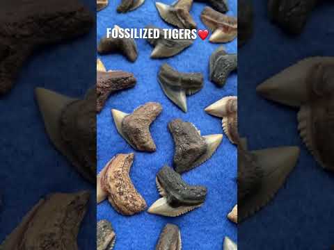 Some Beautiful Fossilized Tiger Shark teeth ❤️❤️❤️#shorts