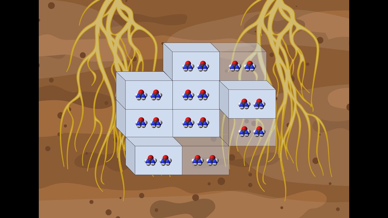Caged Urea: A Smart Fertilizer That Boosts Crop Yields and Protects the Environment