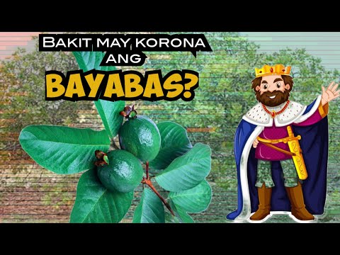 Ang Alamat ng Bayabas | Bakit May Korona Ang Bayabas ( Long Version )