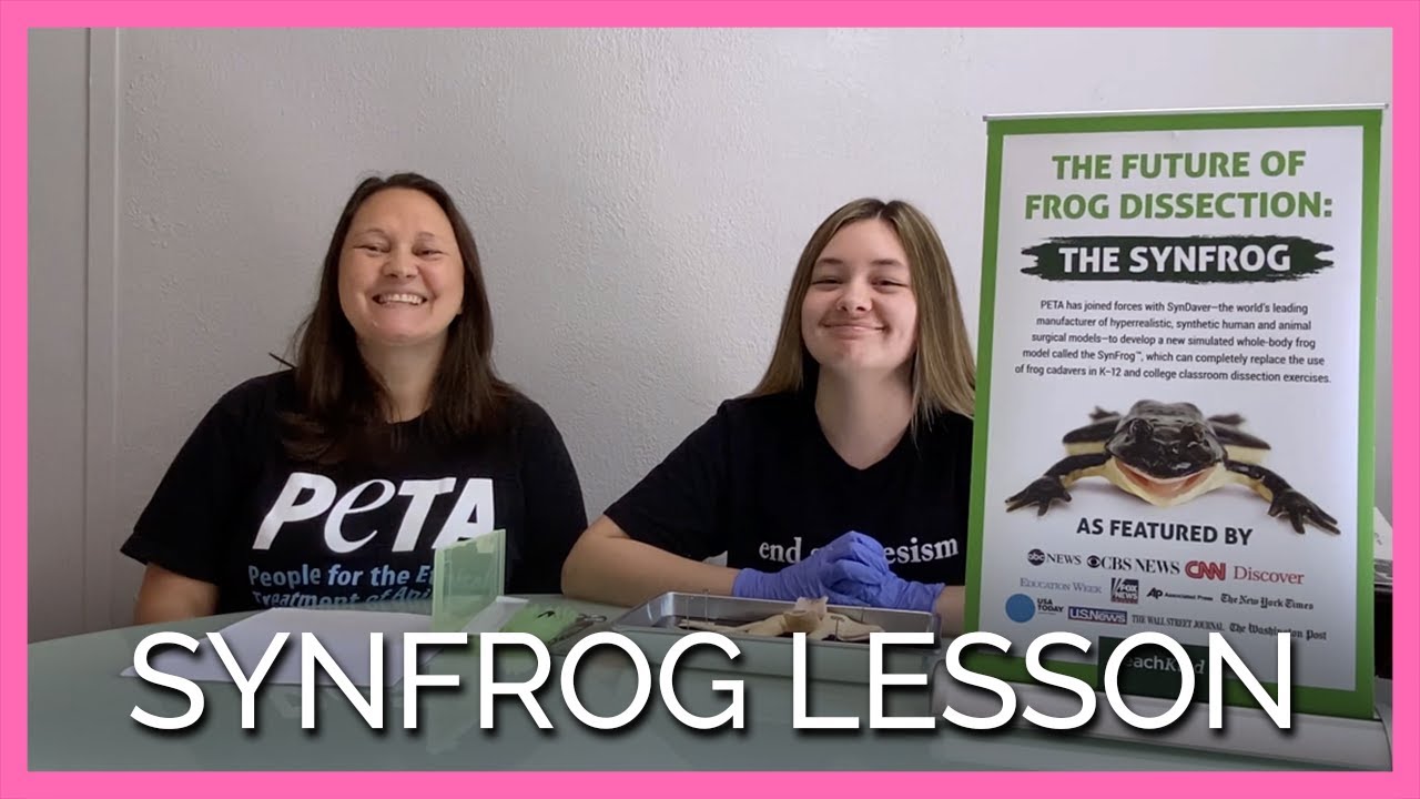 TeachKind SynFrog Video Lesson