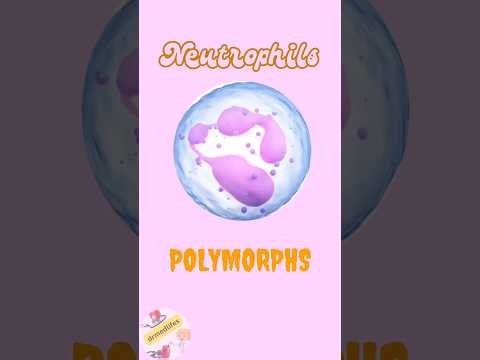 Neutrophils | Neutrophils function| Neutrophils normal range