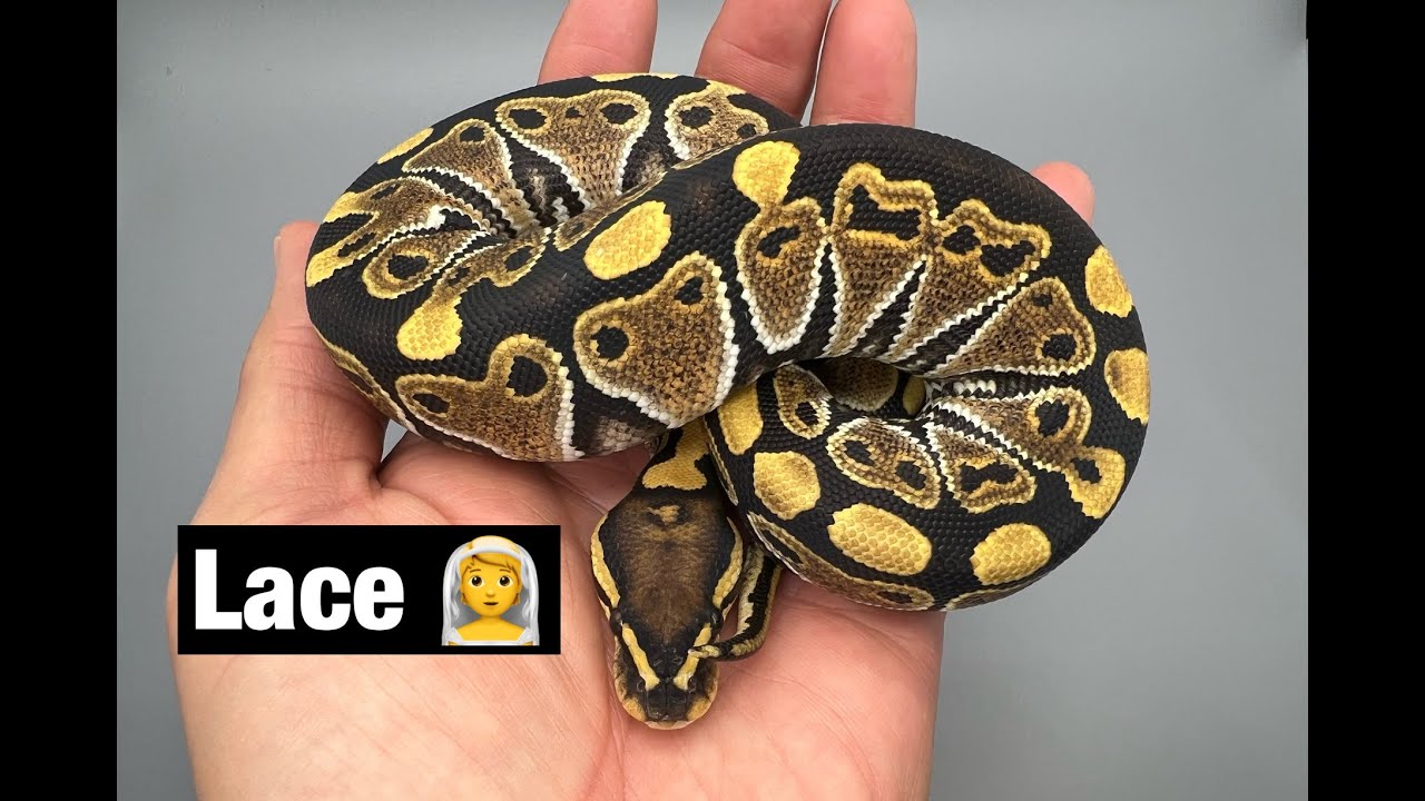 Lace Ball Python: believe the HYPE!!! From @State48Exotics