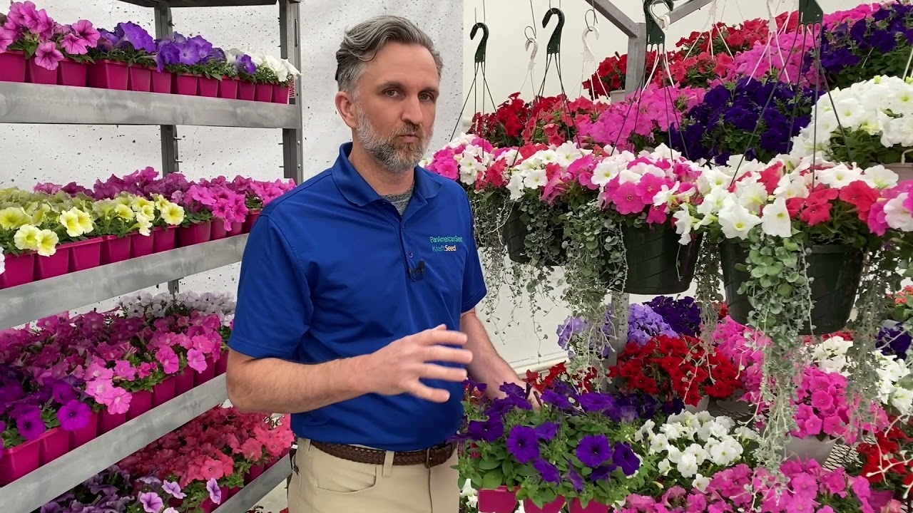 NEW E3 Easy Wave Spreading Petunia