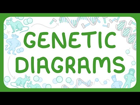 GCSE Biology - Genetic Diagrams | Punett Squares