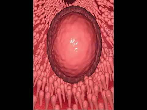 FERTILIZATION & Menstrual Cycle (3D Animation)