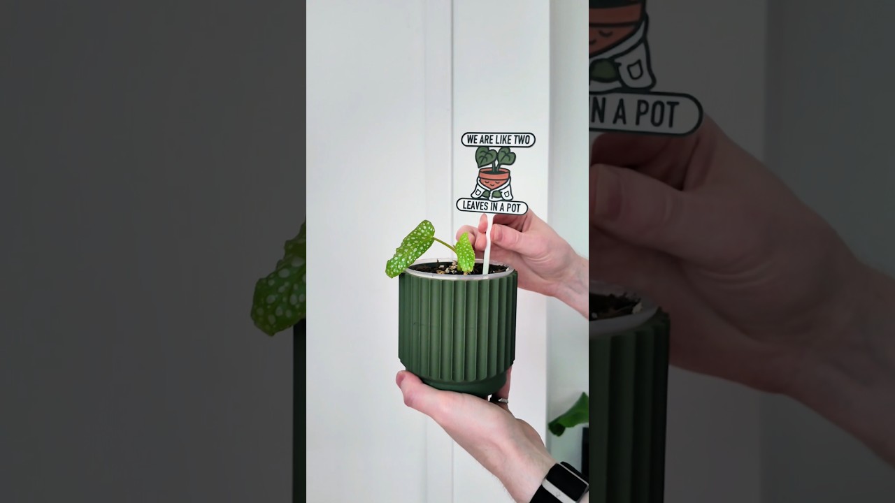 We are like two leaves in a pot! ...and I just happen to have two leaves in a pot 🤫😜 #planttags