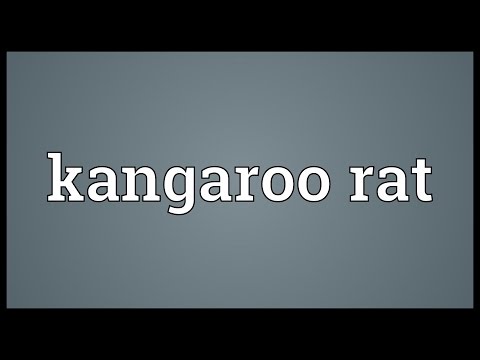 Kangaroo rat Meaning