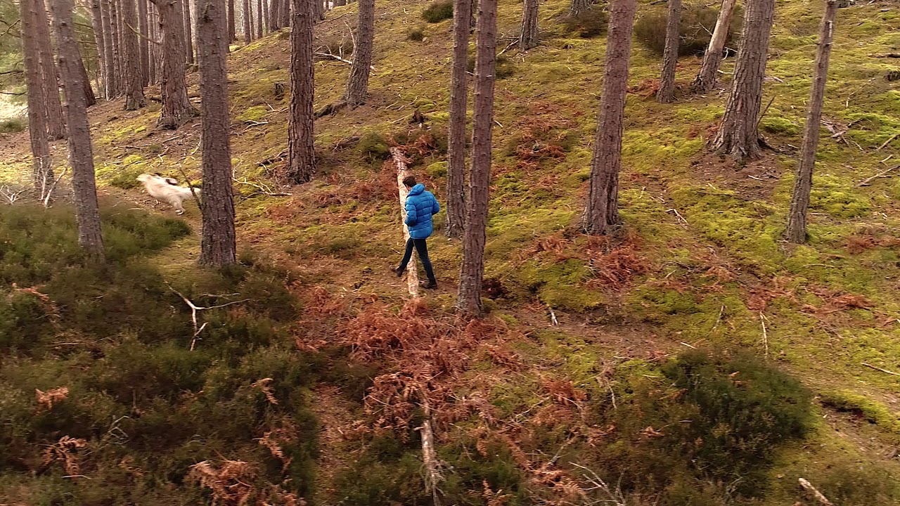 The stunning Rothiemurchus forest