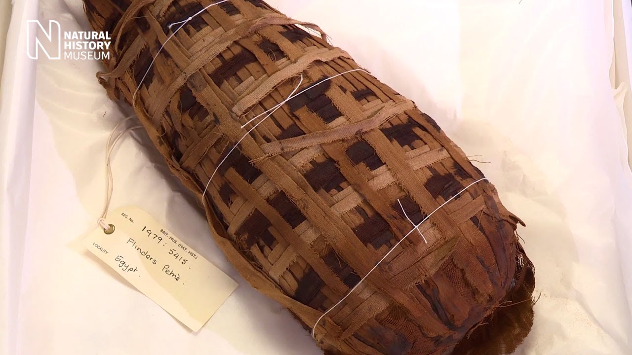 How to unwrap an animal mummy without touching it | Natural History Museum