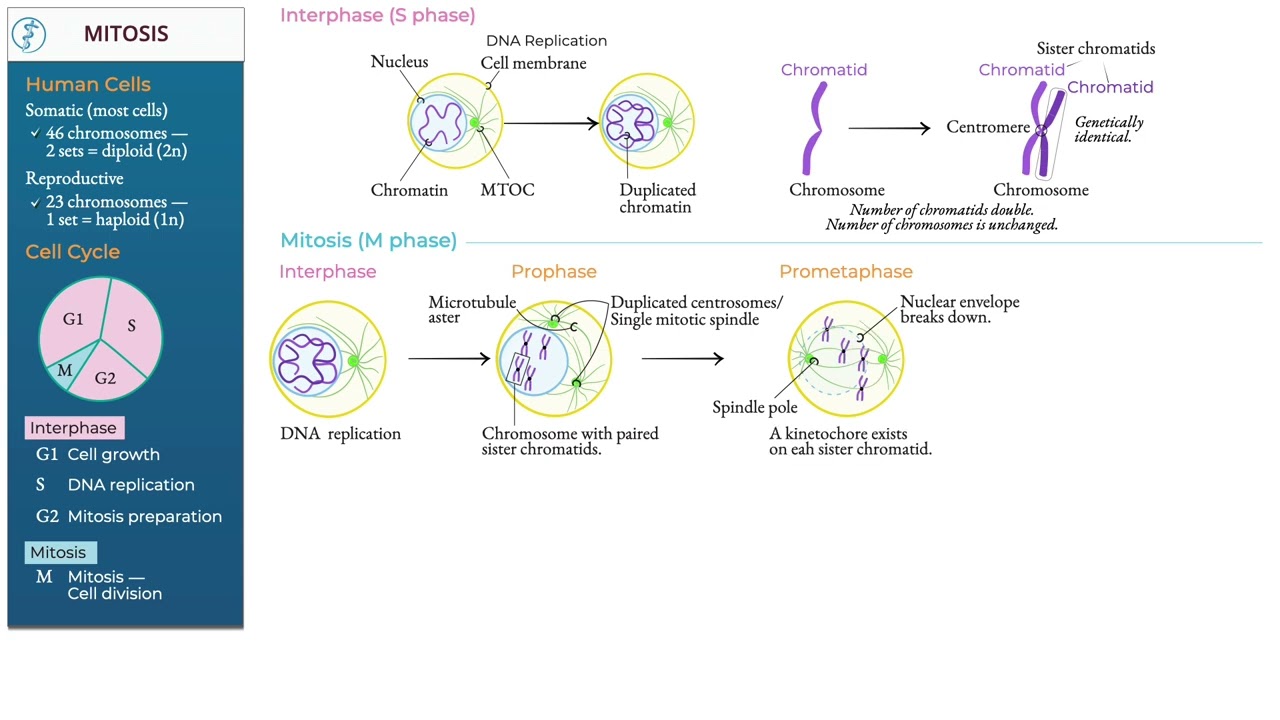 Mitosis with Ditki, Medical & Biological Sciences