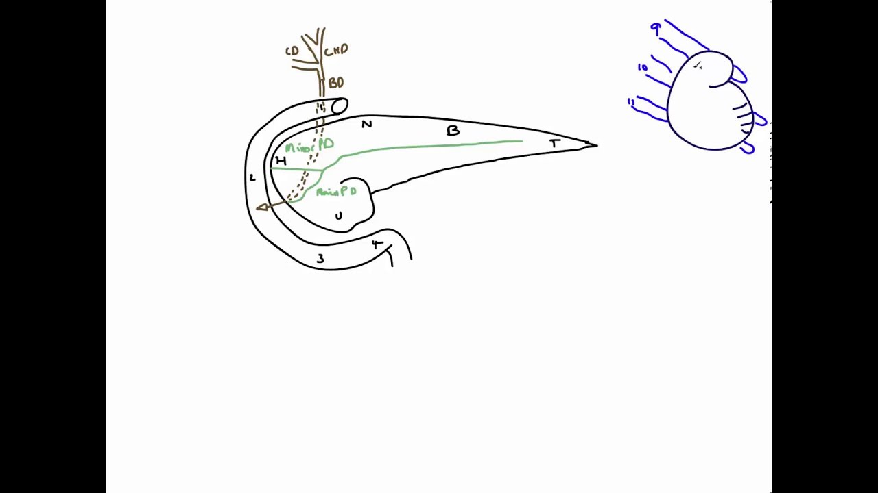 Pancreas, Duodenum and Spleen