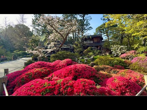 The Japanese Tea Garden in San Francisco is in full bloom! 🌺 Must-see sight in SF Golden Gate Park!