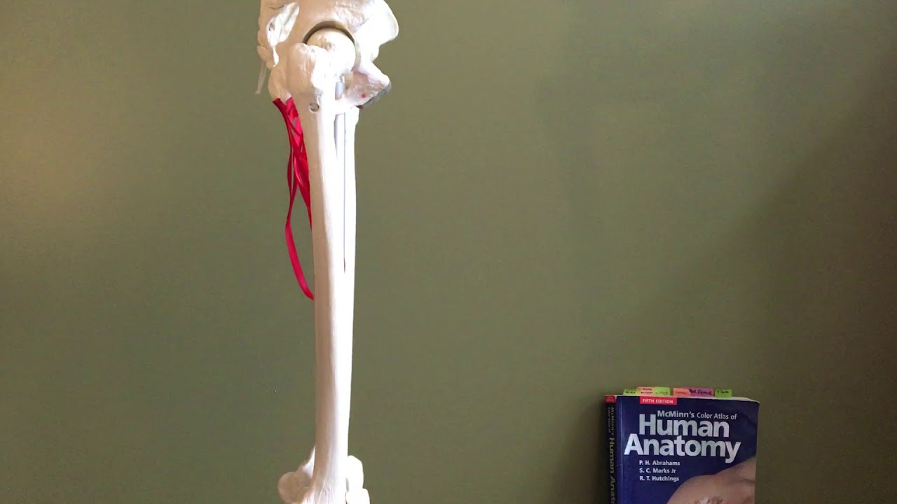 Locating the Adductor Magnus muscle