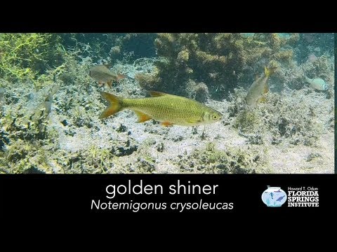 Golden Shiner – Florida Springs Institute