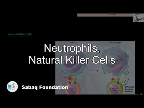 Neutrophils, Natural Killer Cells, Biology Lecture | Sabaq.pk