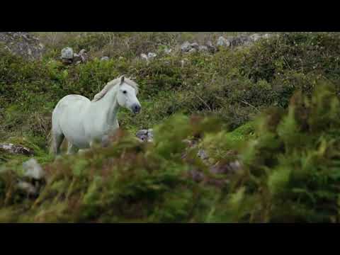WHITE HORSE