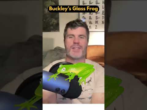 Buckley's Glass Frog with Teacher Ben