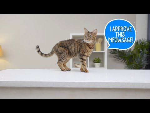 Pet Qwerks Cat Toys | Chewy