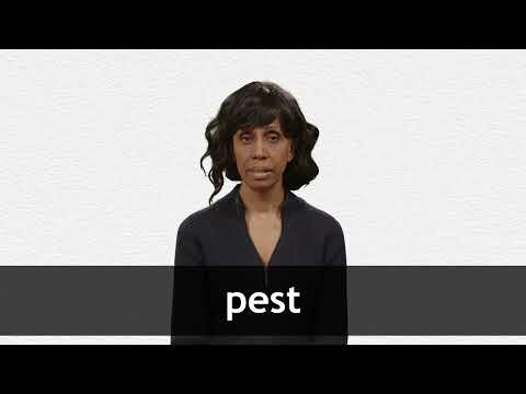 PEST definition and meaning | Collins English Dictionary