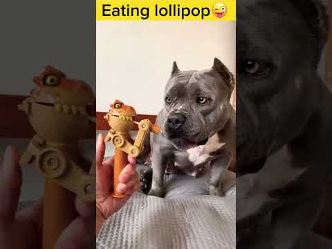 Dog eating lollipop 🍭 #funny #dog #dogfunny