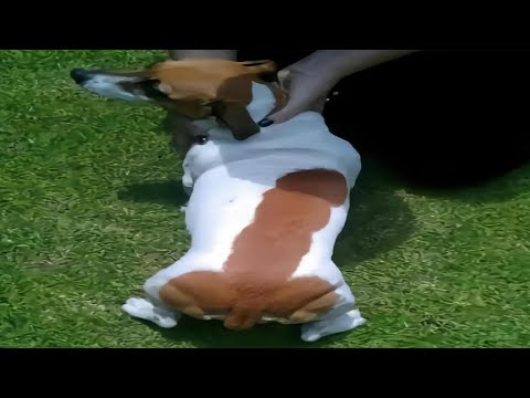 Offensive Memes that ylyl V1203