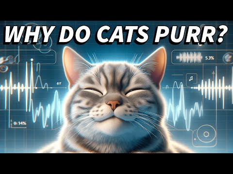 Why Do Cats Purr? The Purr-fect Science: Unraveling the Mystery of Cat Purring