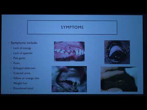 Babesiosis in Dogs (2018)